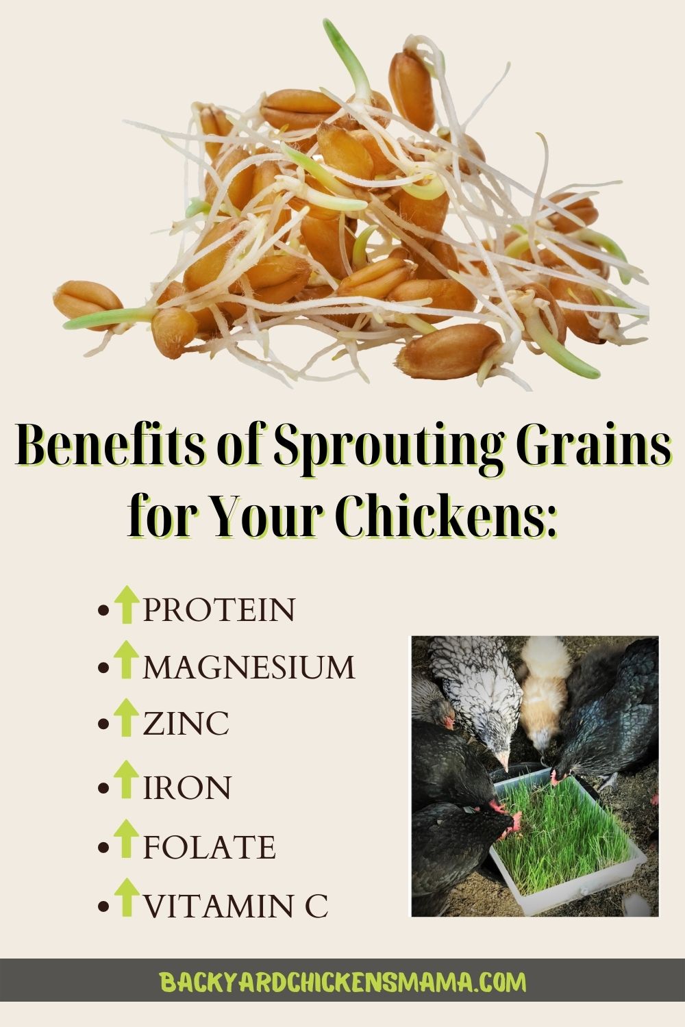 BENEFITS-OF-SPROUTING-GRAINS | Backyard Chickens Mama