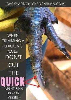 How to Trim a Chicken’s Nails – 5 Simple Steps (+Photos)