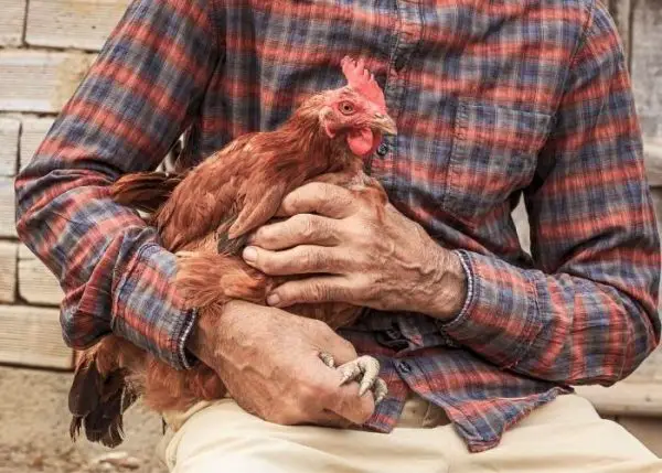 How to Trim a Chicken’s Nails – 5 Simple Steps (+Photos)