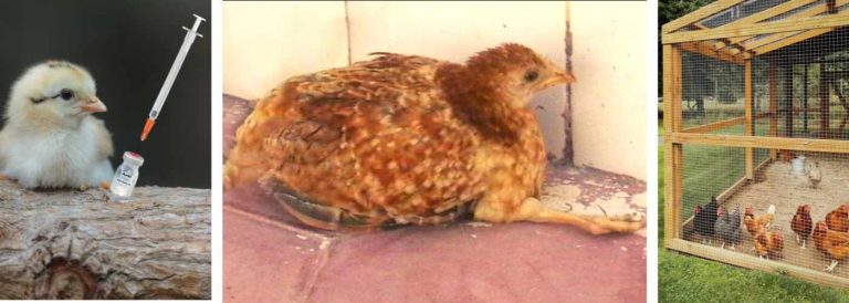 How to Know if Your Chicken Has Marek’s Disease (+ 5 Best Prevention Tips)