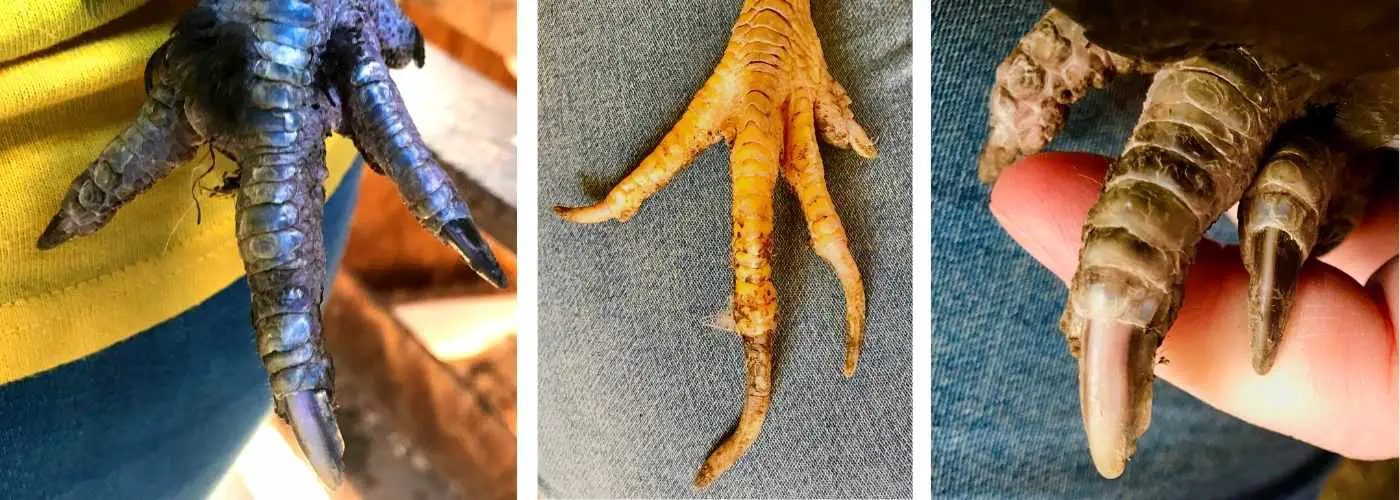 How to Trim a Chicken’s Nails – 5 Simple Steps (+Photos)