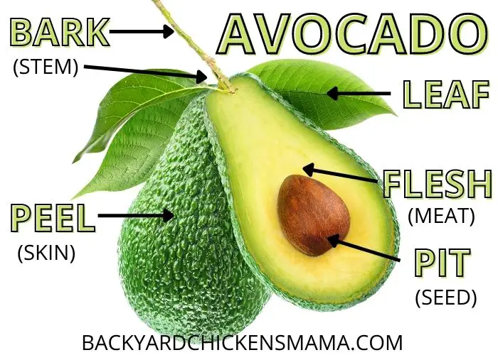 AVOCADO-CHART | Backyard Chickens Mama