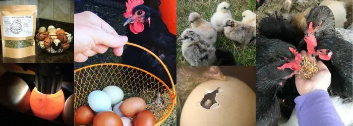 Backyard Chicken Mamas Backyard Chickens Mama