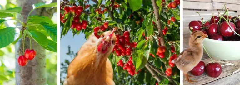 7 Things You Need to Know- Can Chickens Eat Cherries?