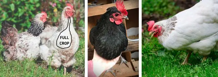 5 Important Things Your Chicken’s Crop is Trying to Tell You