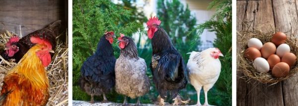 Do Chickens Need a Rooster to Lay Eggs? 5 Things You Need to Know