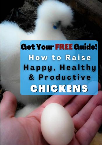 Free Guide Backyard Chickens Mama