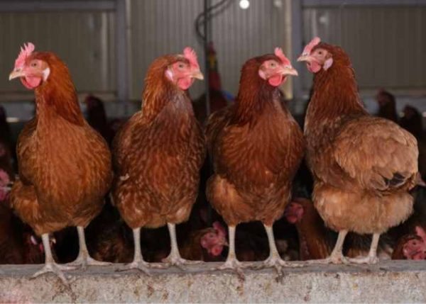 Do Chickens Need A Rooster To Lay Eggs 5 Things You Need To Know