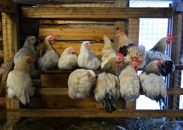 7 Best Tips-How to Set Up Chicken Roosting Bars