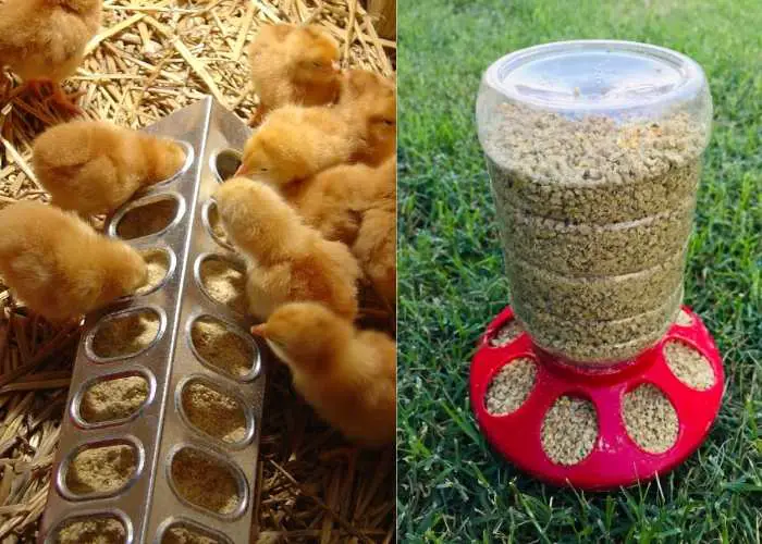 Chick Mash And Crumbles Backyard Chickens Mama