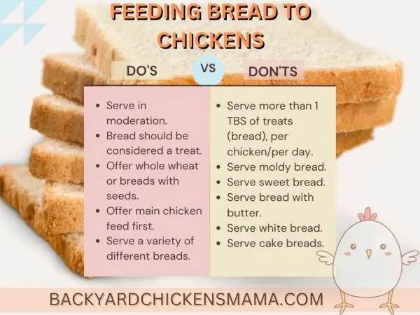 7 Things You Need to Know- Can Chickens Eat Bread?