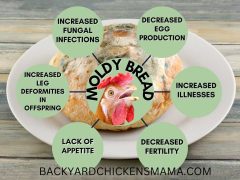 7 Things You Need to Know- Can Chickens Eat Bread?