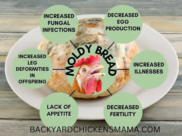 7 Things You Need to Know- Can Chickens Eat Bread?
