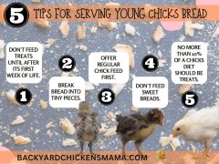 7 Things You Need to Know- Can Chickens Eat Bread?