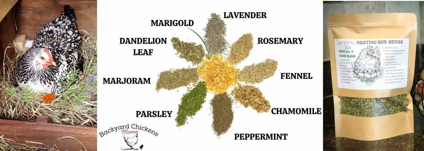 Ultimate Guide to Chicken Nesting Box Herbs