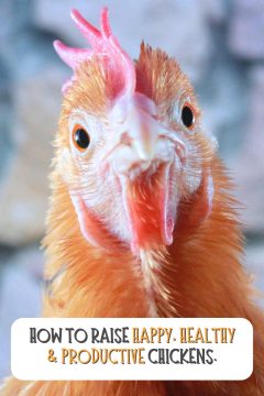 FREE Guide | Backyard Chickens Mama