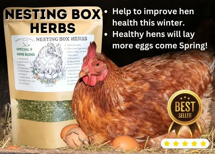 NESTING BOX HERBS FOR WINTER | Backyard Chickens Mama