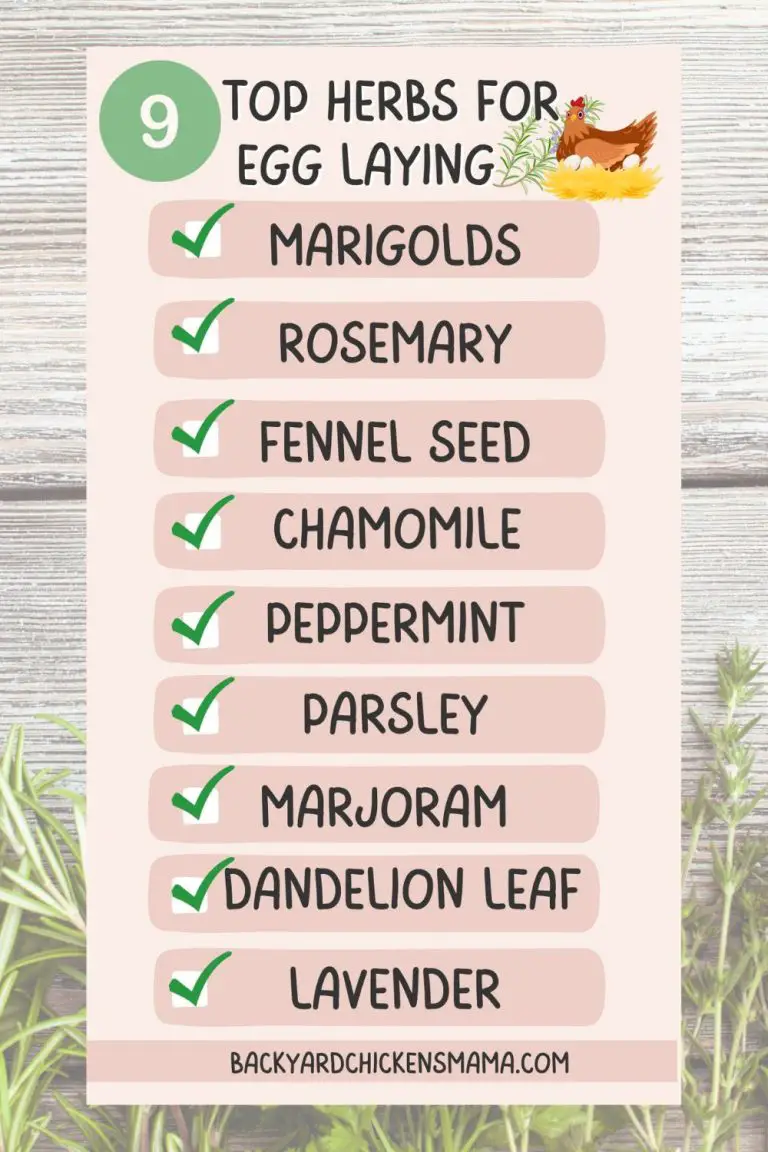 10 Best Ways to Use Chicken Nesting Box Herbs