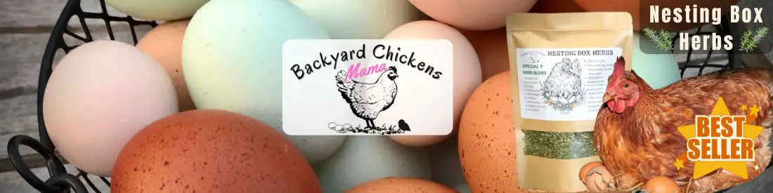 Raising Backyard Chickens 101 Backyard Chickens Mama