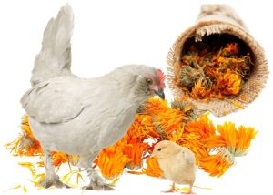 Chicken with Marigold Herbs | Backyard Chickens Mama