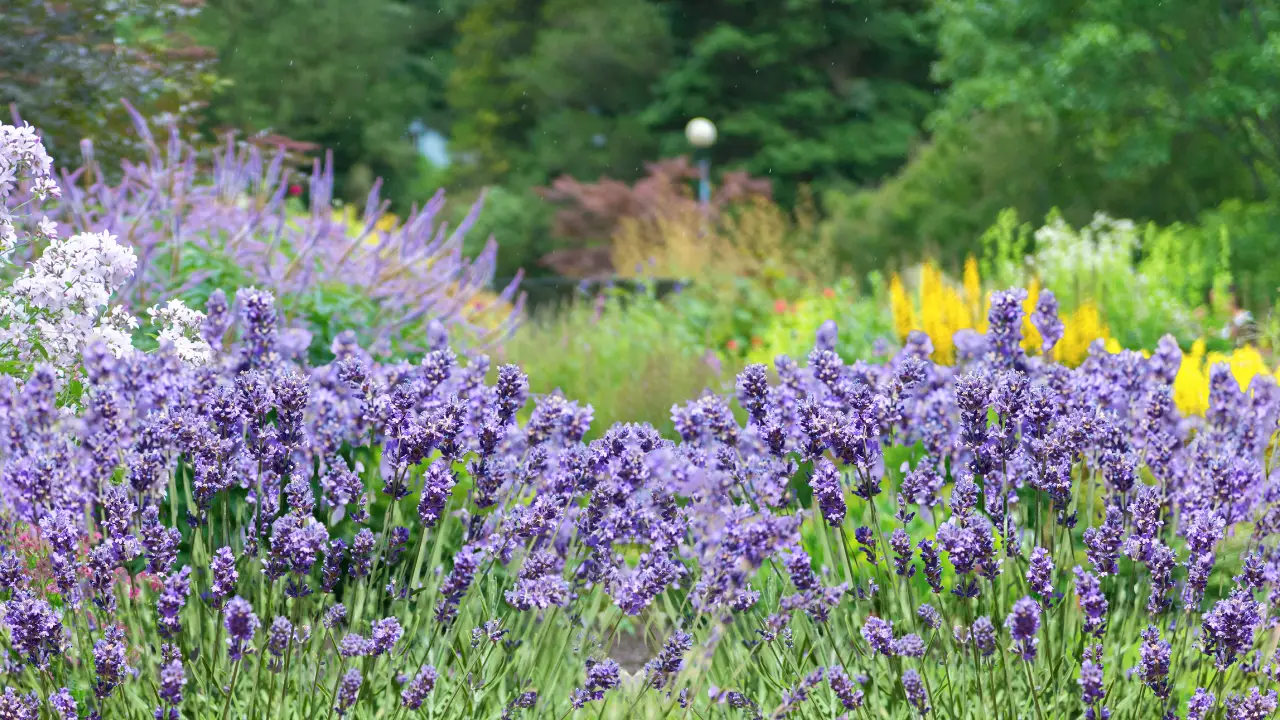 LAVENDER AROUND PERIMETER OF FLOWER BED | Backyard Chickens Mama