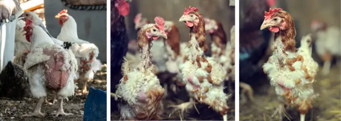 Best Herbs for Molting Chickens to Regrow Feathers Faster | Backyard ...