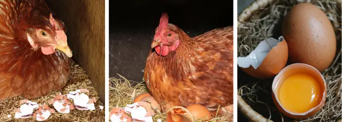 Why Eggshells Get Thin — and How to Fix It Naturally