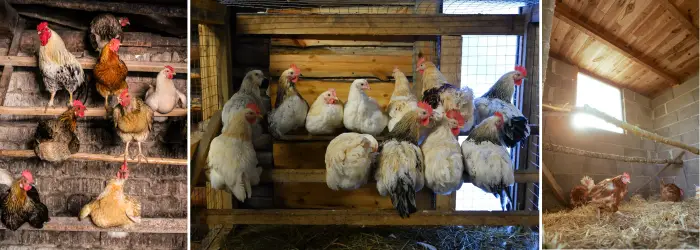 Chicken Roosting Bar Calculators | How Much Space Do Chickens Need?