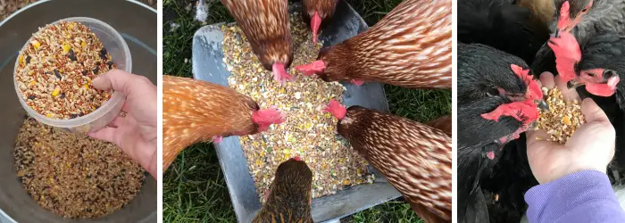 How to Make Your Own Winter Chicken Scratch (With Warming Herbs!)