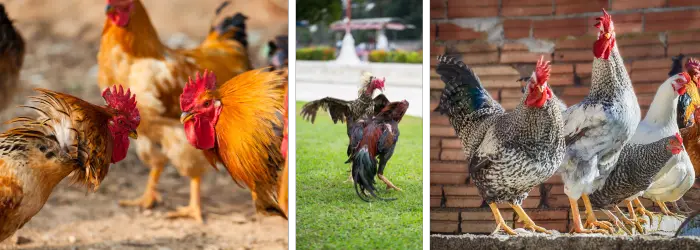 What is Chicken Pecking Order? Warning Signs, Best Tips