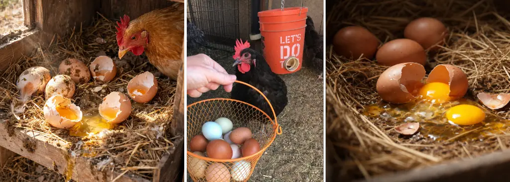How Often Should You Collect Chicken Eggs? (Simple Daily Schedule)